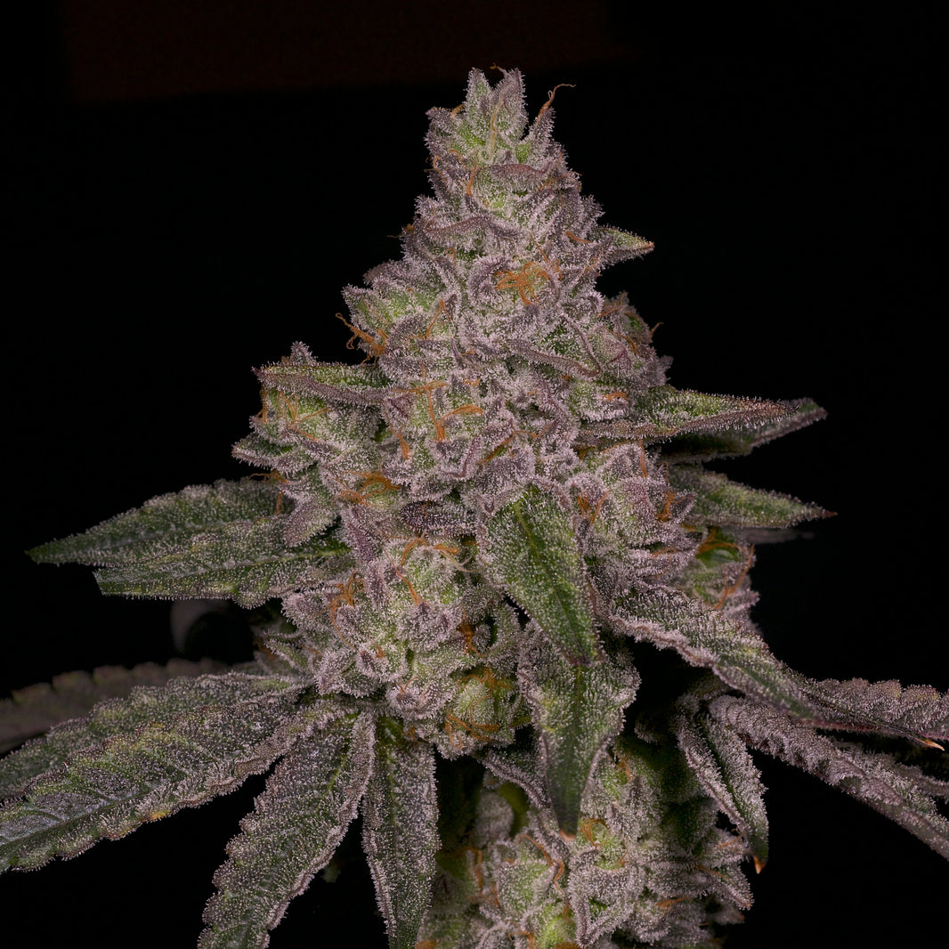 Rainbow Belts Hybrids – Rkive