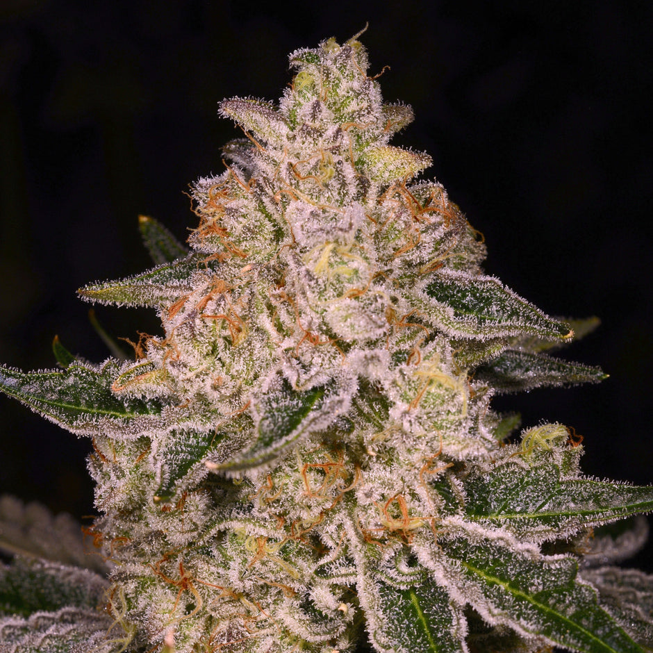 All Seeds – Archive Seeds